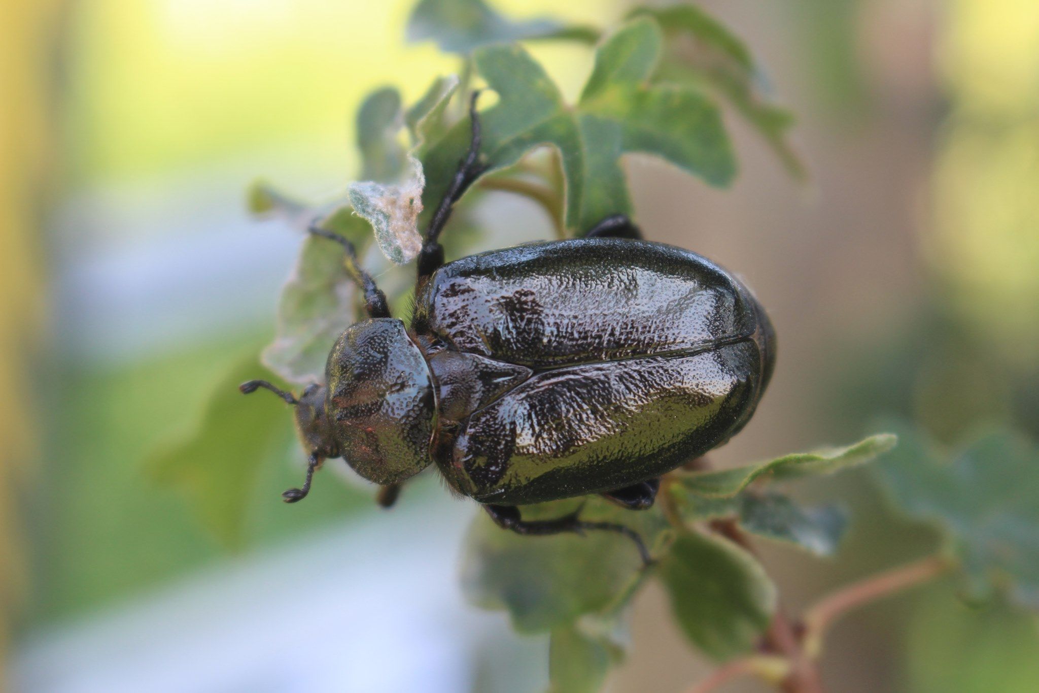 PARCO LA MANDRIA - Si monitora lo Scarabeo eremita, insetto simbolo ...