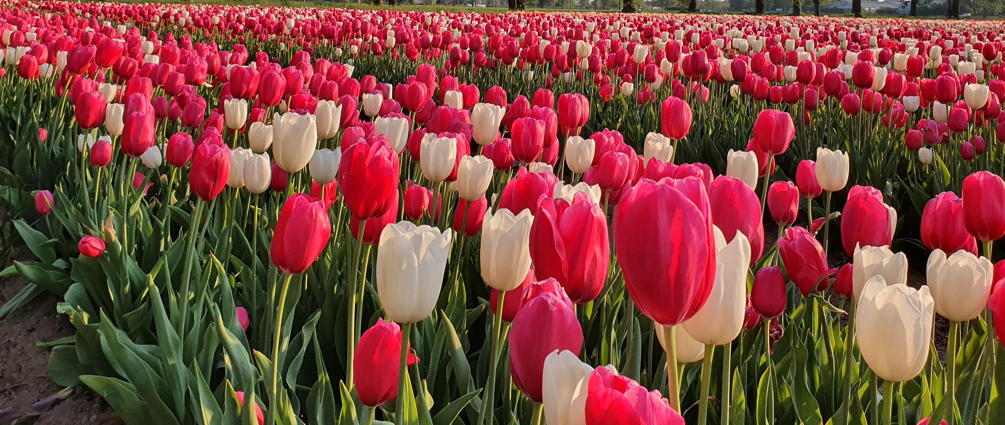 GRUGLIASCO - In città arriva il maxi campo di tulipani: 475mila ...